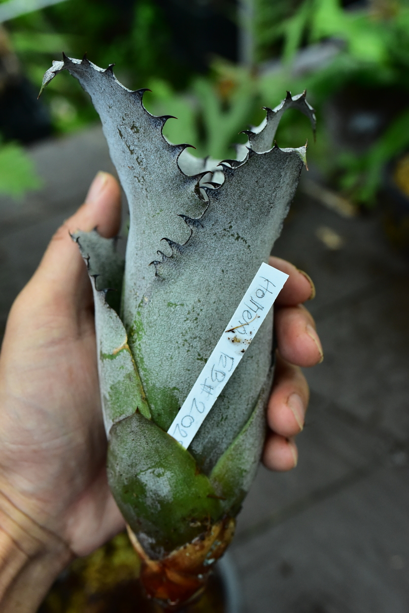 sp疼痛等级表图片,sp疼痛图片,级疼痛表(第8页)_大山谷图库