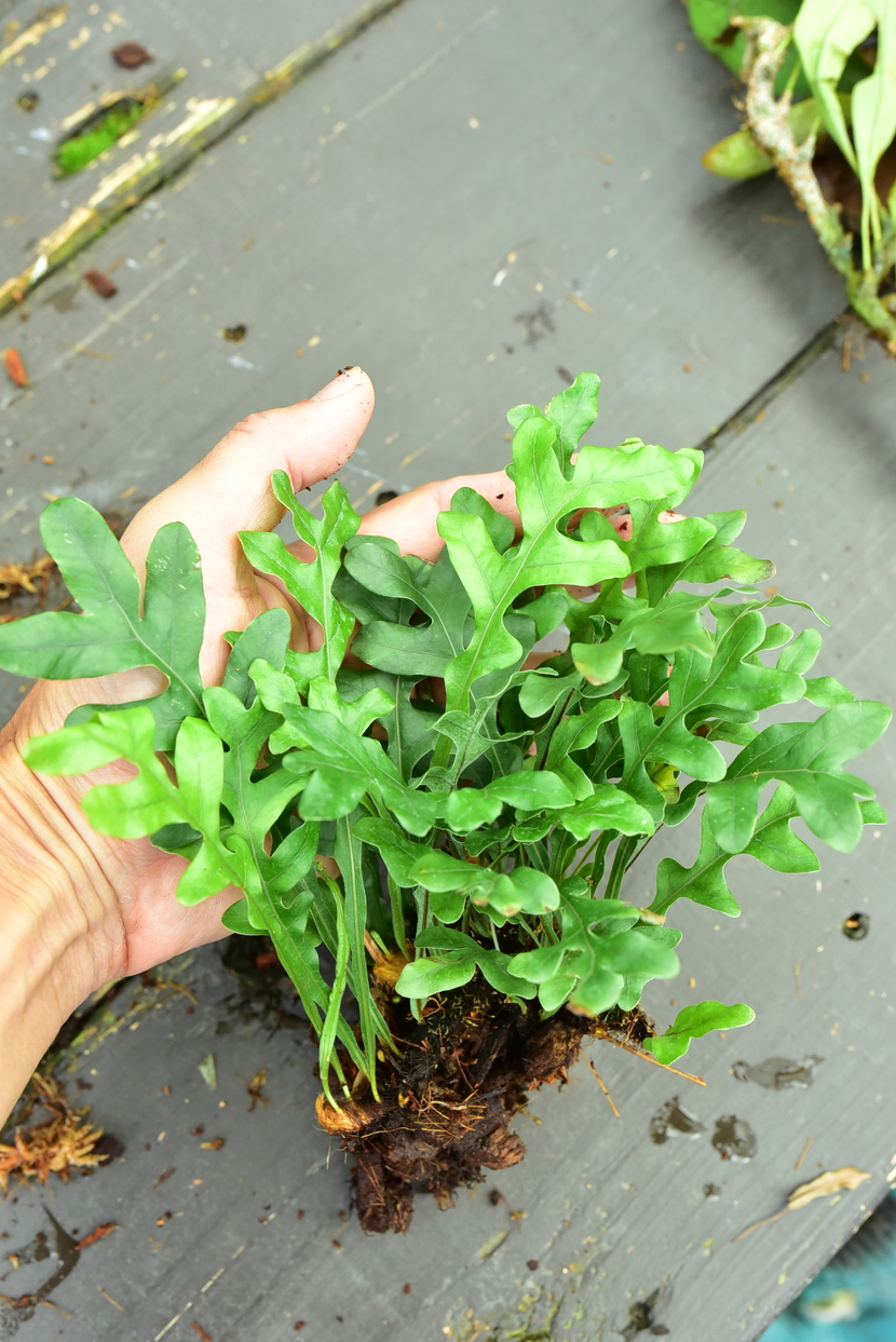 【新品】Drynaria bonii dwarf from philippine④ @bikamori ドリナリア ボニー ドワーフの落札情報詳細 - ヤフオク落札価格検索 オークフリー